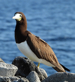 Bonaire Bird List, a Handy Guide to Bonaire's Birds - Bonaire Bird Tours